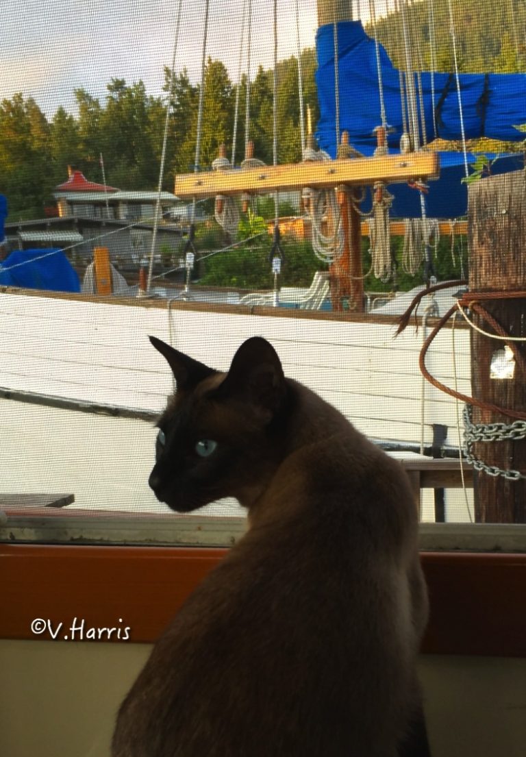 Siamese kittens for sale - Old Style Siamese