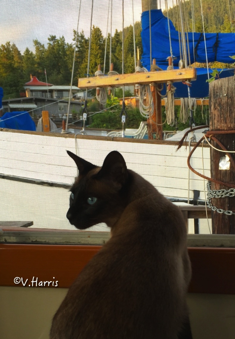 Siamese kittens for sale - Old Style Siamese