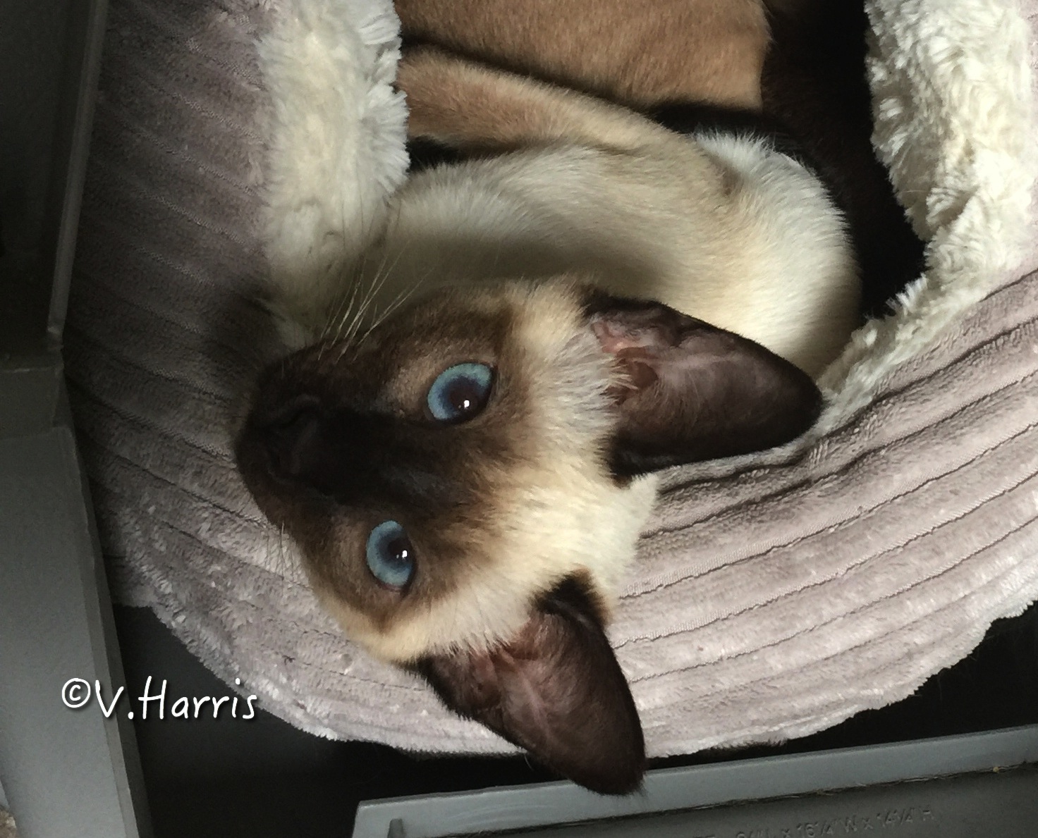 Old Style Siamese cats for sale - TICA Thai at Quizzical Cattery
