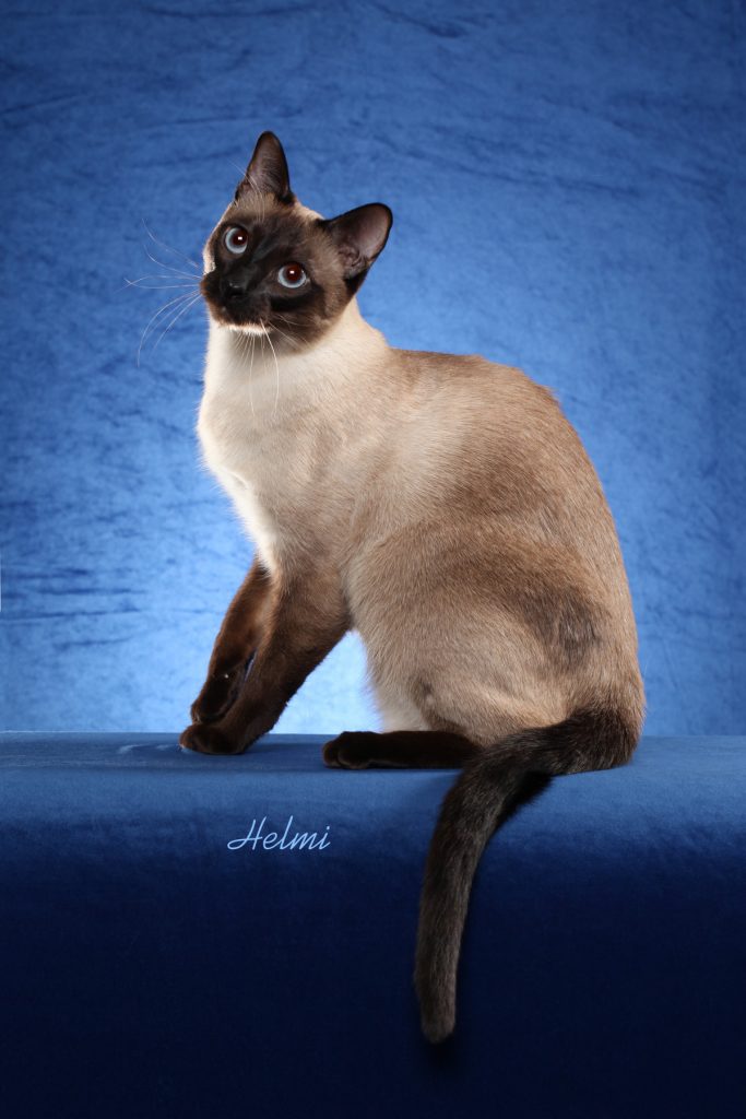 Siamese kittens for sale - Old Style Siamese
