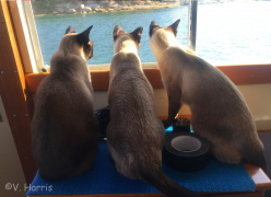 Old-Style Siamese/Thai cats for sale - TICA Thai at Quizzical Cattery