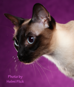 Siamese kittens for sale - Old Style Siamese