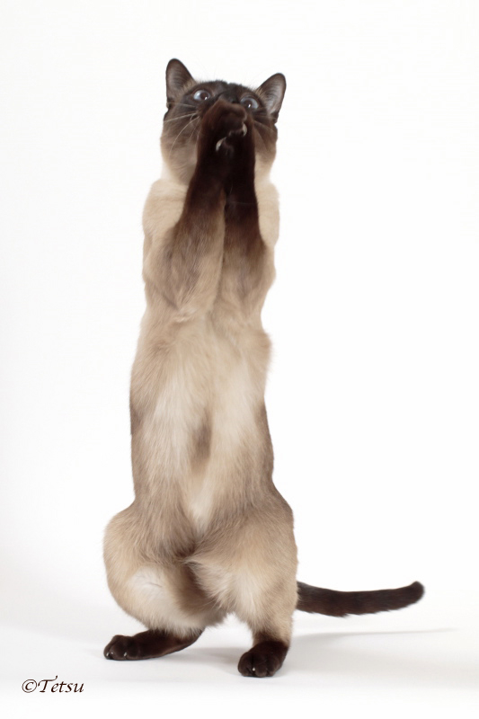 Old Style Siamese cats for sale - TICA Thai at Quizzical Cattery