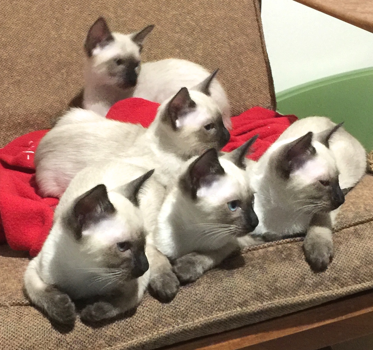 Video and Pictures of Old Style Siamese/Thai, moderate, smart, loving