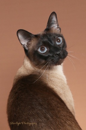 Old Style Siamese cats for sale - TICA Thai at Quizzical Cattery