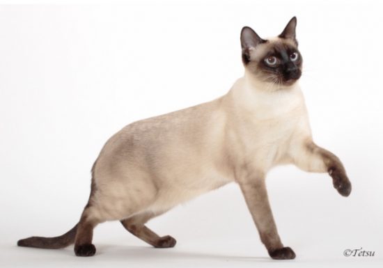 Old Style Siamese cats for sale - TICA Thai at Quizzical Cattery