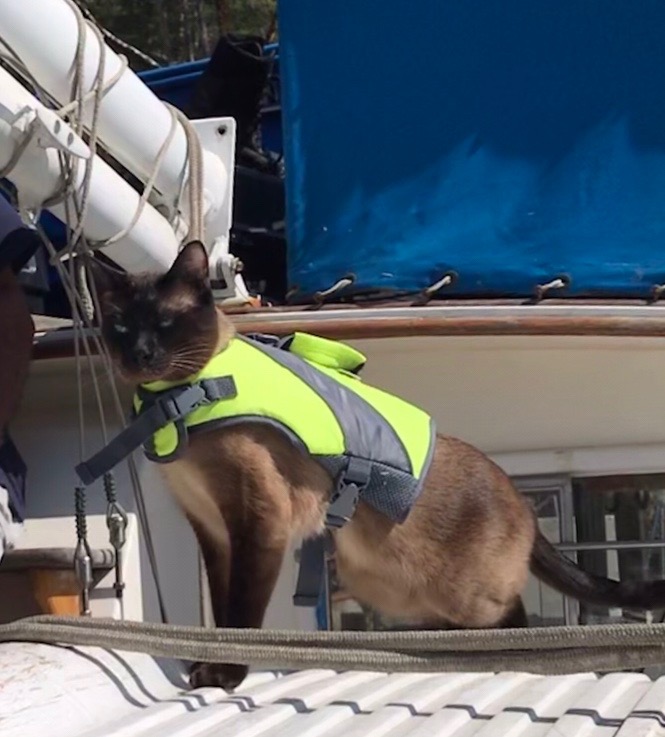 Old Style Siamese cats for sale - TICA Thai at Quizzical Cattery