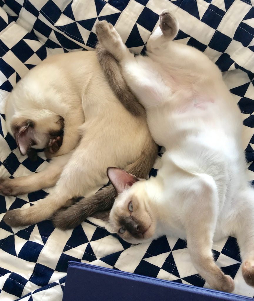 Old-Style Siamese/Thai cats for sale - TICA Thai at Quizzical Cattery