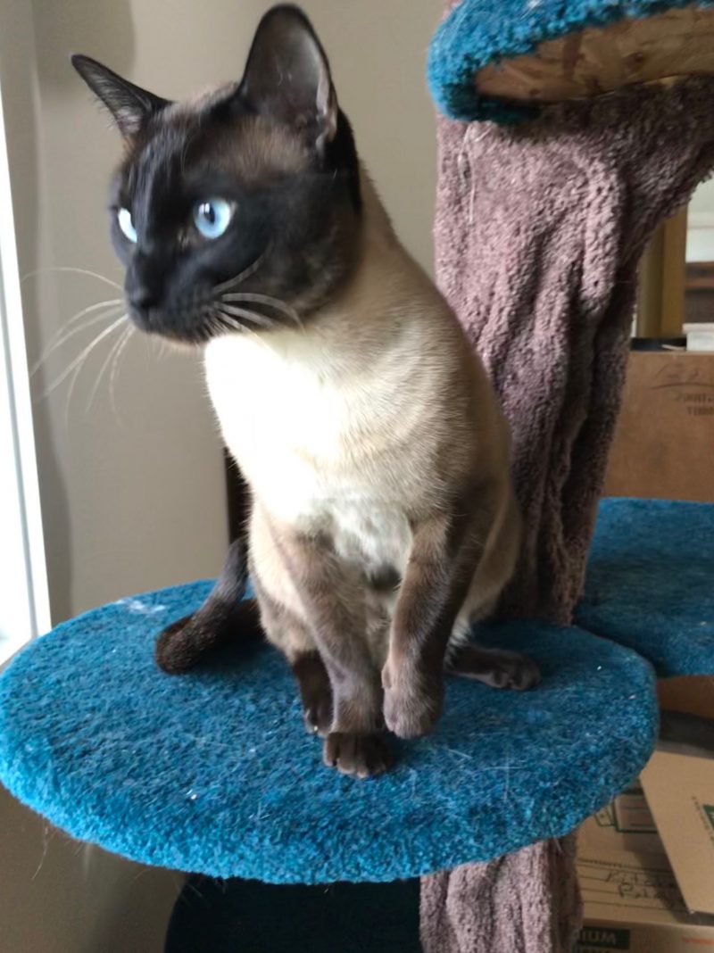 Old-Style Siamese/Thai cats for sale - TICA Thai at Quizzical Cattery