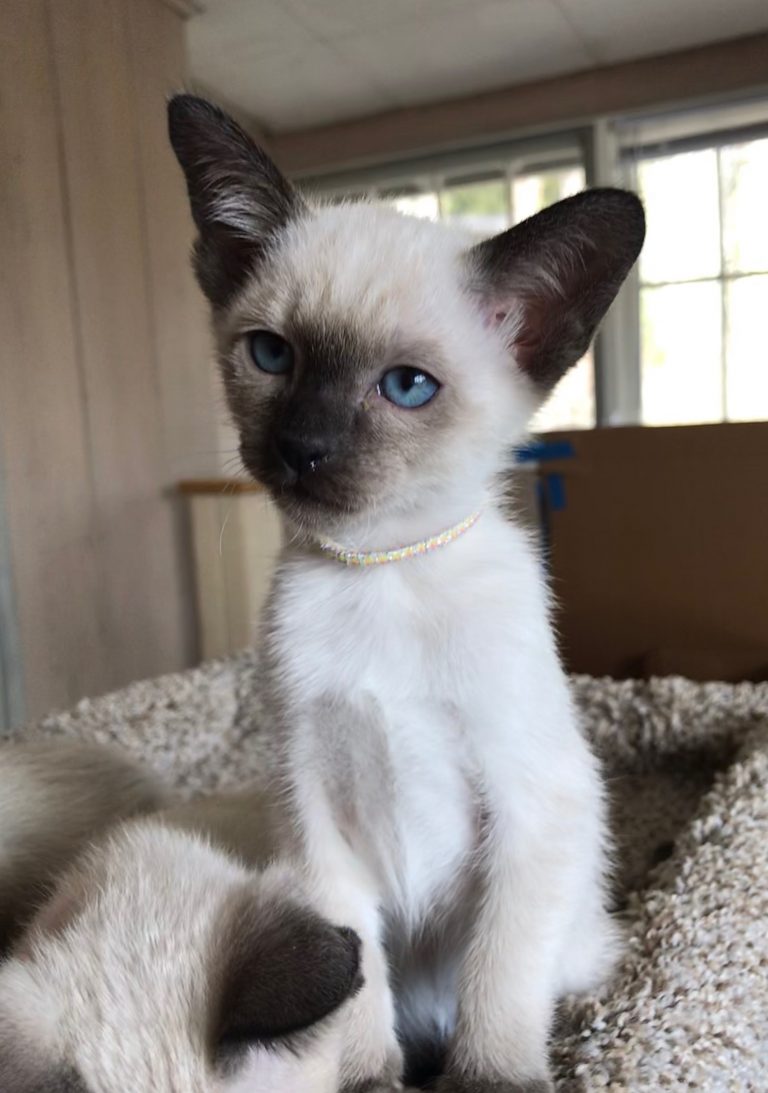 OLD-STYLE SIAMESE/THAI KITTENS AVAILABLE