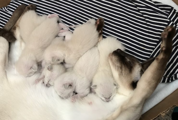 Old Style Siamese cats for sale - TICA Thai at Quizzical Cattery