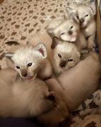 Siamese kittens for sale - Old-Style Siamese/Thai