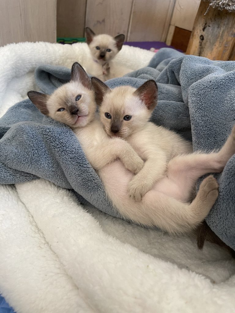 Siamese kittens for sale - Old Style Siamese