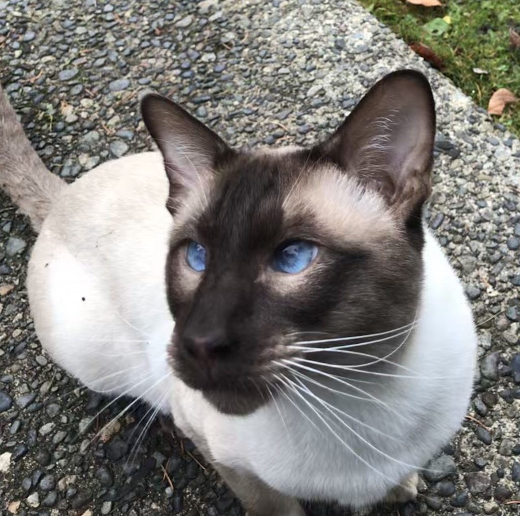 Old Style Siamese cats for sale - TICA Thai at Quizzical Cattery