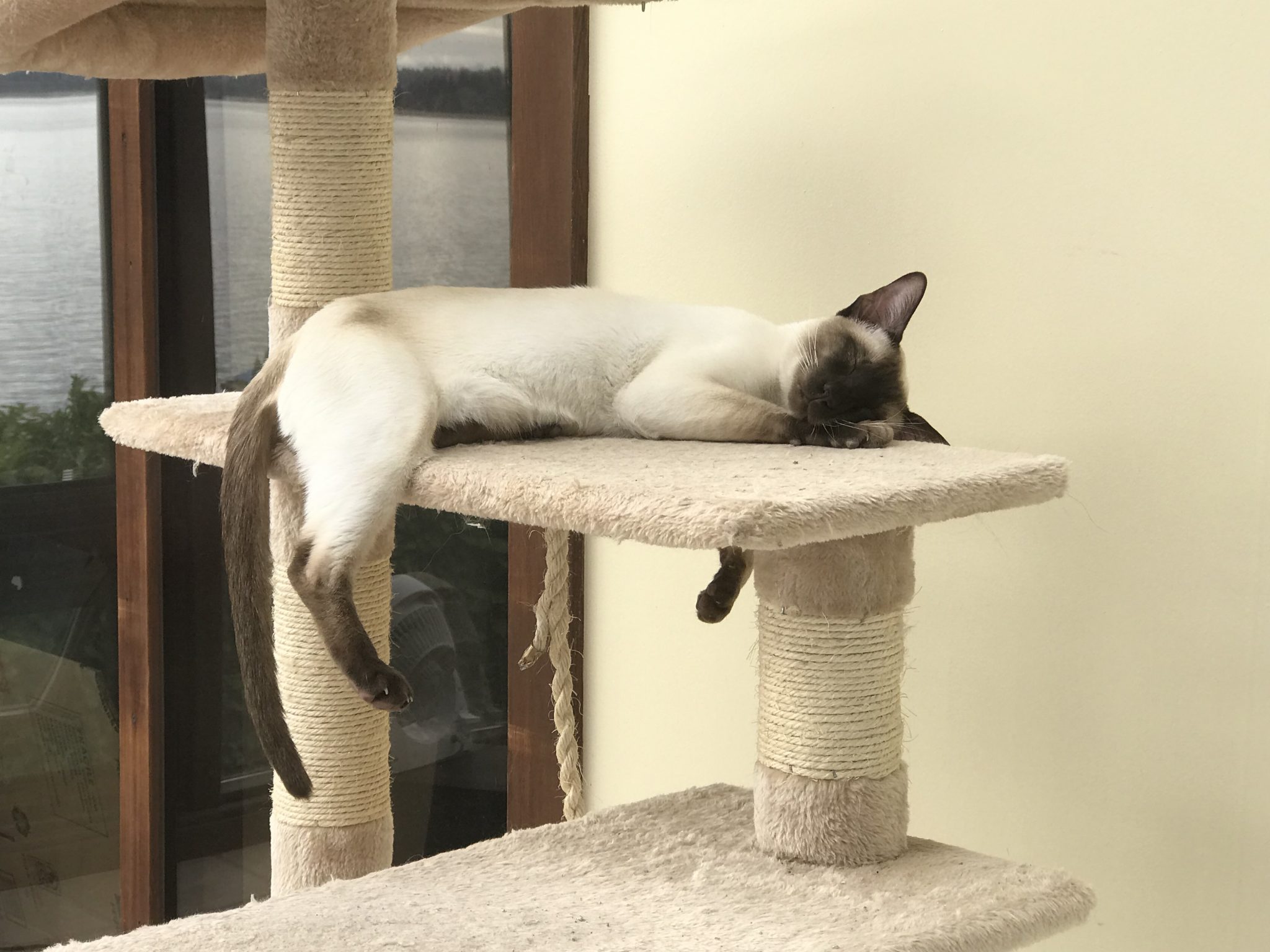 Old Style Siamese cats for sale - TICA Thai at Quizzical Cattery
