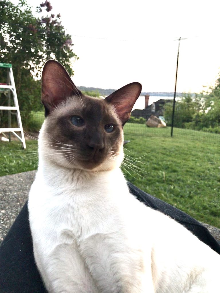 Old Style Siamese cats for sale - TICA Thai at Quizzical Cattery