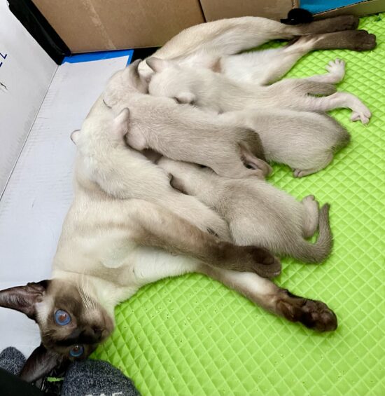 OLD STYLE SIAMESE KITTENS ARE NOT CURRENTLY AVAILABLE