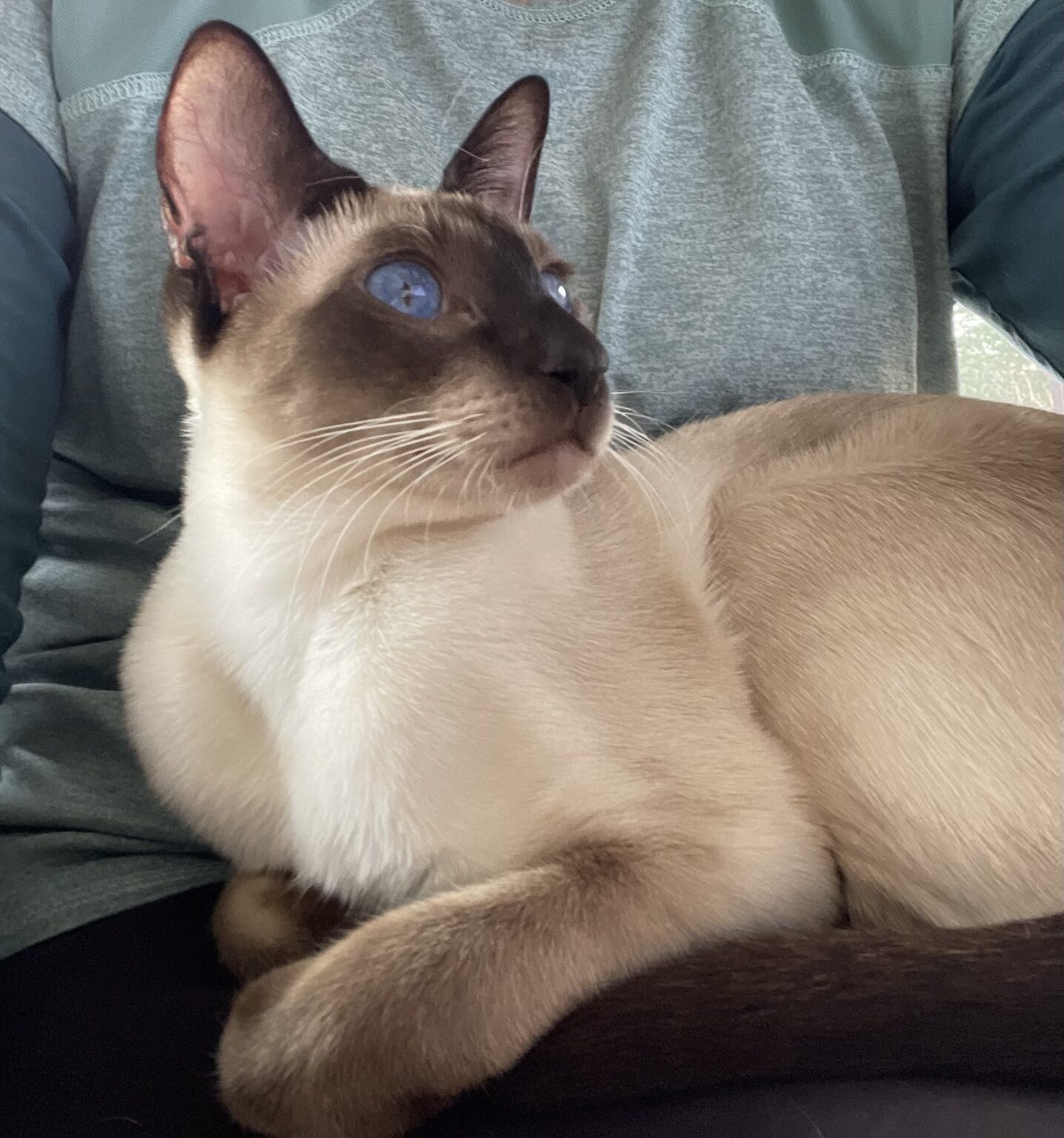 Old Style Siamese cats for sale - TICA Thai at Quizzical Cattery