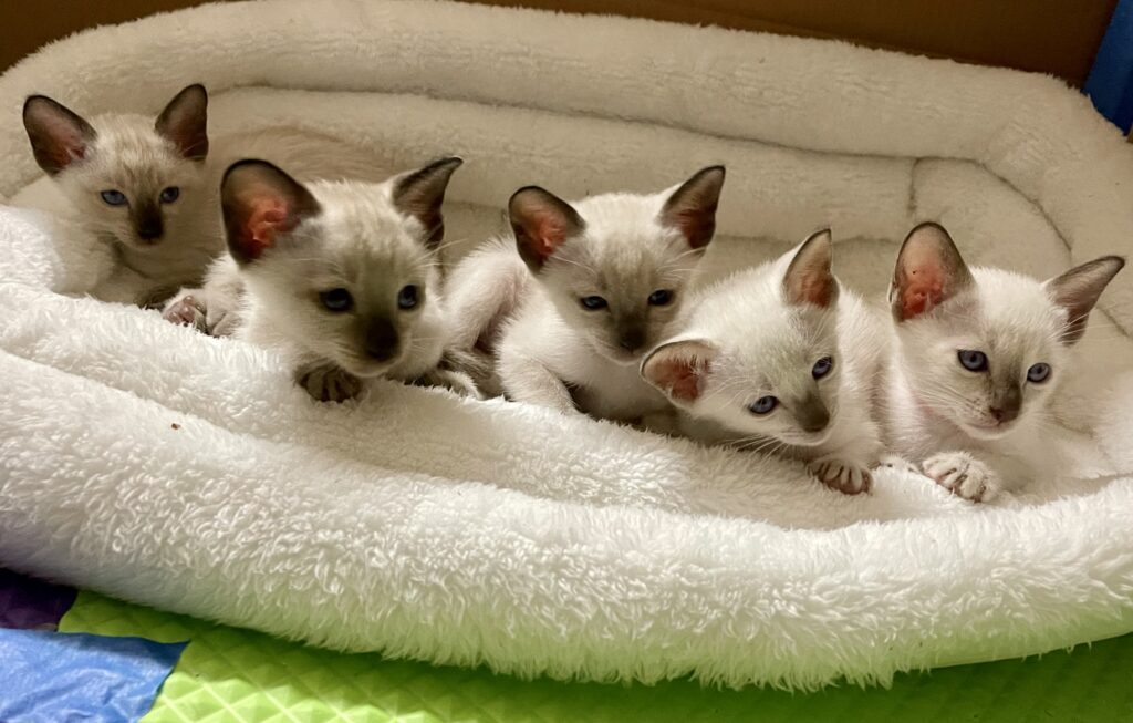 OLD STYLE SIAMESE KITTENS ARE AVAILABLE