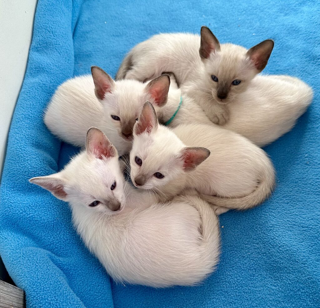 OLD STYLE SIAMESE KITTENS ARE AVAILABLE
