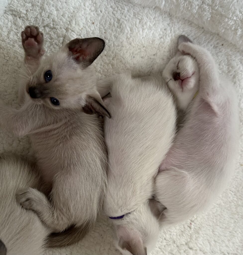 OLD STYLE SIAMESE KITTENS ARE AVAILABLE