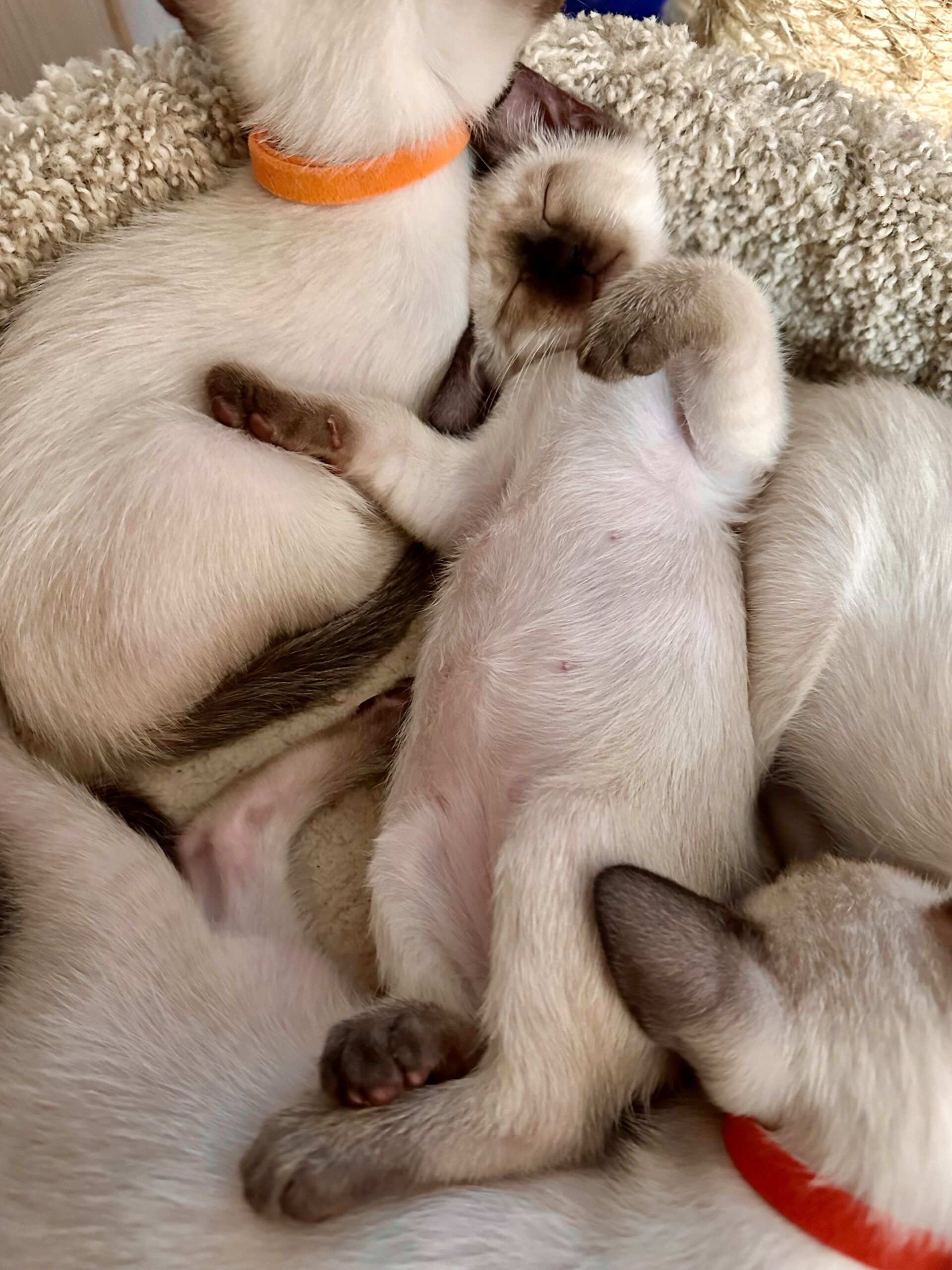 OLD STYLE SIAMESE KITTENS ARE AVAILABLE